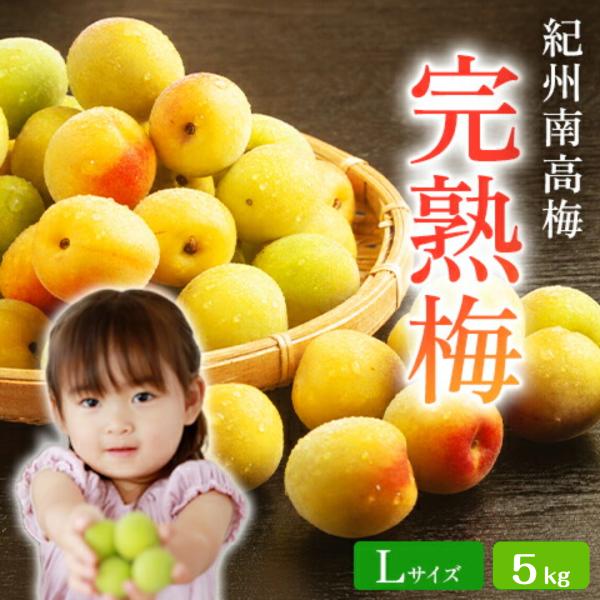 南高梅 (完熟梅 )A級品 Lサイズ 5kg 梅干し 梅干し用   梅酒用 梅ジャム 梅シロップ  送料無料 生梅  梅干 梅干し 本場 和歌山産 紀州産 南部産 田辺産 梅 うめ 梅干のブランド 厳選 手選別 ギフト 贈答用  完熟梅