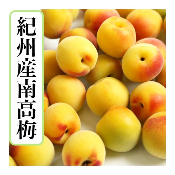 南高梅  【完熟梅】５kg ２Lサイズ 綺麗な梅と多少の傷ススの汚れが入っています。 生梅 梅干し 梅干し用 梅ジャム用 中粒 送料無料  和歌山 紀州産 南部産 田辺産 梅 うめ 生梅 梅酒用 梅干 梅干のブランド 厳選 手選別 大玉 ギ...