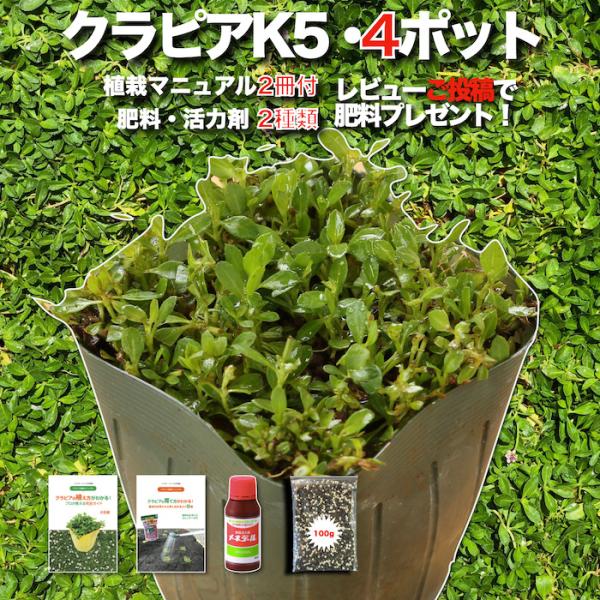 こちらは１平米用のクラピア４株お試しセットです。「まずは少量から試したい」というご要望にお応えしたセットです。10、20、40ポットの方がお得にお買い求めいただけます。【レビュー特典は有機入り一発果菜肥料100ｇです。】※レビューは商品到着...