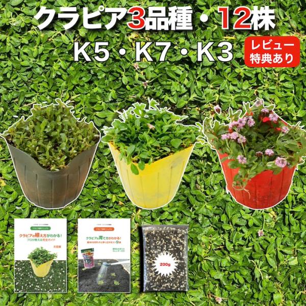 こちらは３品種植え比べお試しセットです。「まずは全品種を少量から試したい」というご要望にお応えしたセットです。※当店販売の40ポット（単一品種）の方がお得にお買い求めいただけます。１平米に４ポットを植栽していただき、成長の様子などを植え比べ...