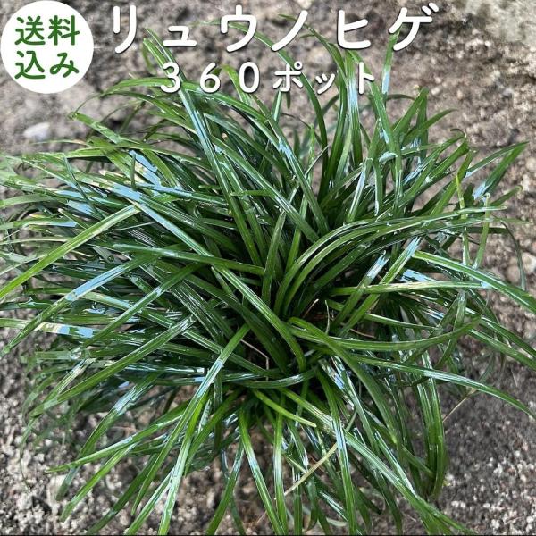 三重県鈴鹿市から産地直送する、リュウノヒゲ(竜の髭/龍の髭/ジャノヒゲ)9cmポット苗の360株セット。日なたから日陰まで育つ常緑多年草で、樹木の根元や和風庭園の下草として古くから親しまれてきた植物です。細葉のしなやかな広がりが、季節を問わ...