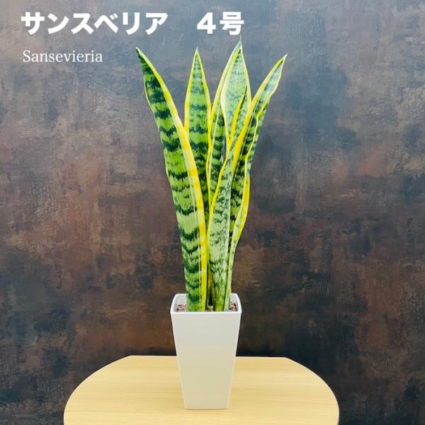小さくても存在感抜群、暮らしを整える緑。スタイリッシュな縦長の葉が凛と伸びる「サンスベリア」。コンパクトな4号サイズなので、リビングや玄関、デスク周りにも馴染みます。空気を浄化し、気の流れを整えるといわれる縁起植物。初心者でも育てやすく、暮...
