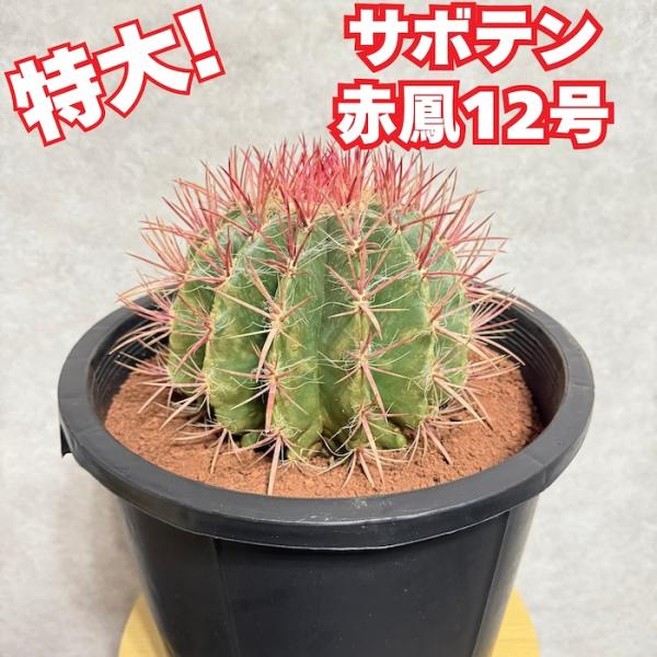 圧倒的な華やかさ！特大サイズの赤鳳サボテン。燃えるような赤いトゲが印象的な「赤鳳（せきほう）」。12号鉢の特大サイズは、リビングや玄関に置くだけで視線を奪う主役級の存在感を放ちます。赤のアクセントが空間を一気に引き締め、モダンにも和モダンに...