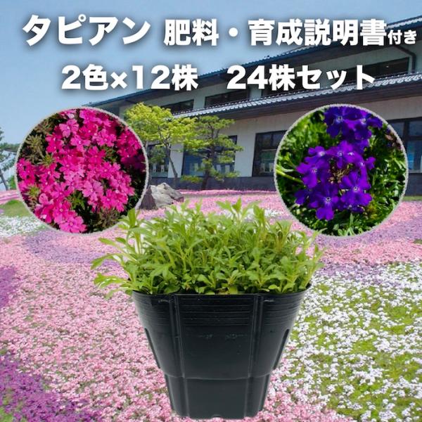 タピアン 2色セット（ローズ/バイオレット）は、サントリーフラワーズが開発した花咲くグランドカバーです。鮮やかな赤紅色のローズと濃い紫のバイオレットの華やかな2色組み合わせ。隣り合わせに植えれば赤紫のグラデーションが美しい花の絨毯が広がりま...