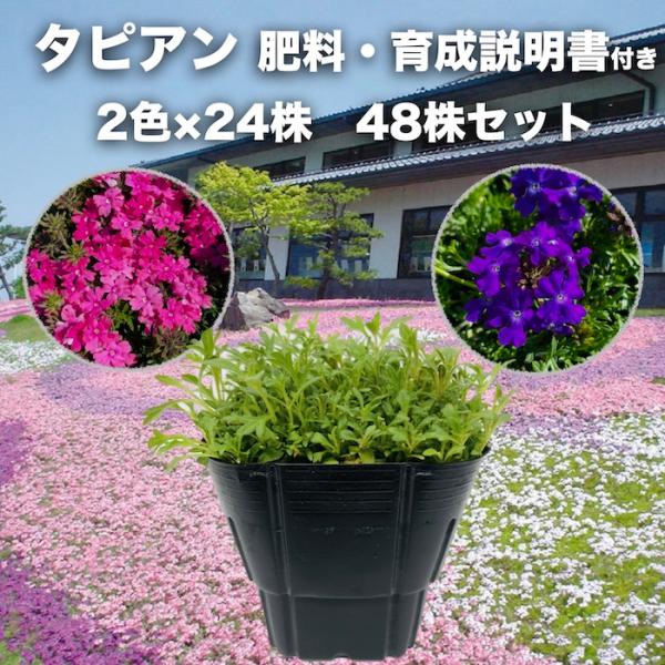タピアン 2色セット（ローズ/バイオレット）は、サントリーフラワーズが開発した花咲くグランドカバーです。鮮やかな赤紅色のローズと濃い紫のバイオレットの華やかな2色組み合わせ。隣り合わせに植えれば赤紫のグラデーションが美しい花の絨毯が広がりま...