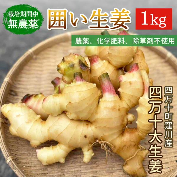 豊かな水資源と肥沃な土の自然環境を上手に利用し、栽培期間中農薬不使用にて大ぶりに育てた四万十大生姜です。一般的な大生姜と比較して、辛み成分（ジンゲロール）が適度に高く、ご家庭でご使用される生姜などにもぴったり！当社は生姜農家さんと直接契約す...