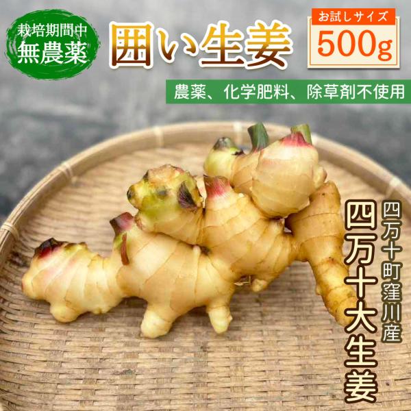 豊かな水資源と肥沃な土の自然環境を上手に利用し、栽培期間中農薬不使用にて大ぶりに育てた四万十大生姜です。一般的な大生姜と比較して、辛み成分（ジンゲロール）が適度に高く、ご家庭でご使用される生姜などにもぴったり！当社は生姜農家さんと直接契約す...