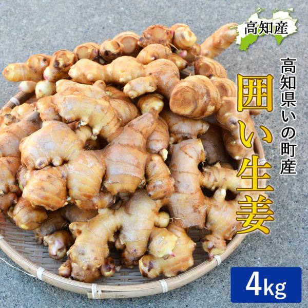 【刈谷農園さんの慣行生姜】刈谷農園さんのしょうがは糖度が高く、マイルドな食味で苦み、えぐみの少ない慣行生姜。刻んだり、すり下ろしたり、煮込んだりと、様々な料理にくわえて美味しいしょうがをお楽しみください。【体を温める生姜パワー】生姜の独特な...