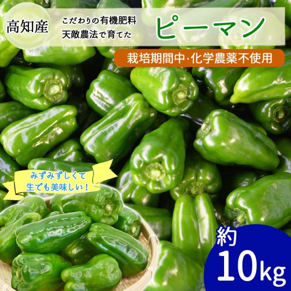 【「天敵農法」で育てたピーマン】かめのこ農園さんは、天敵「益虫」を育てて、自然の仕組みを活かした「天敵農法」によりピーマンを栽培されています。天敵とは葉や茎を食べてしまったり、病気を媒介する害虫にとっての天敵のことで、人間にとっては非常に強...