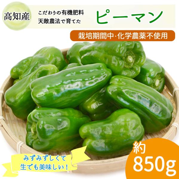 【「天敵農法」で育てたピーマン】かめのこ農園さんは、天敵「益虫」を育てて、自然の仕組みを活かした「天敵農法」によりピーマンを栽培されています。天敵とは葉や茎を食べてしまったり、病気を媒介する害虫にとっての天敵のことで、人間にとっては非常に強...