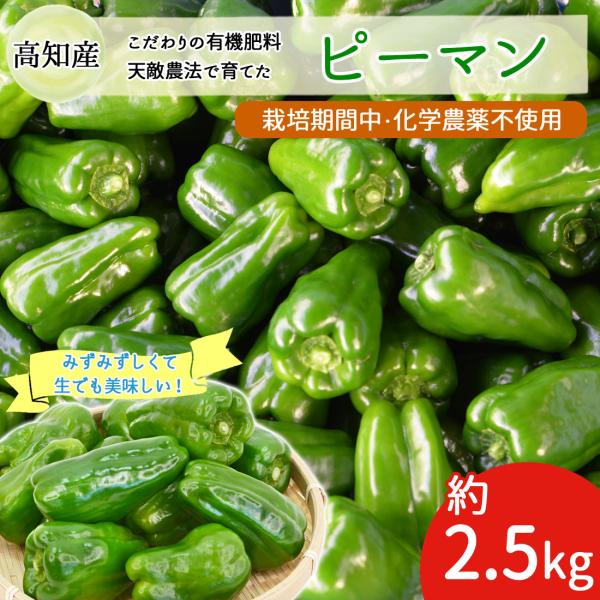 【「天敵農法」で育てたピーマン】かめのこ農園さんは、天敵「益虫」を育てて、自然の仕組みを活かした「天敵農法」によりピーマンを栽培されています。天敵とは葉や茎を食べてしまったり、病気を媒介する害虫にとっての天敵のことで、人間にとっては非常に強...