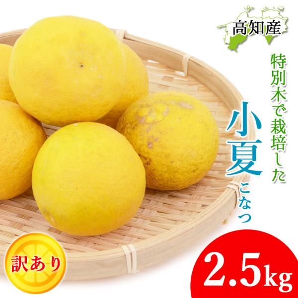 【山北の「特別木」で栽培された土佐小夏】こちらの小夏は、山北の柑橘農家さんが「特別木」を温室ハウスで栽培されている土佐小夏です。表皮にキズやサイズ不揃いなどありますので贈答用には不向きですが、その代わり味は一般的な土佐小夏より糖度が高くてジ...