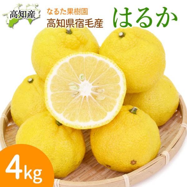 【宿毛（すくも）で育った「はるか」】商品は高知県宿毛市にございます「なるた果樹園」さんから専用の化粧箱で産地直送させていただきます。宿毛市の柑橘農家さんが丹精込めて作られた「はるか」をぜひご賞味ください。【はるかについて】はるかは「日向夏（...