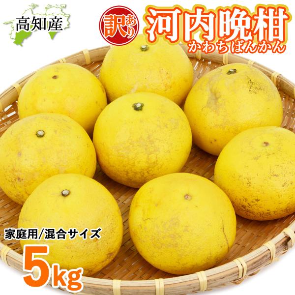 【ご案内】商品は、龍馬のふるさと高知から産地直送いたします。高知の温暖な気候で育った河内晩柑！河内晩柑といえば、四国では愛媛南予地方が有名ですが、高知県では数軒しか作っていない貴重な逸品です！高知県は日照時間が日本一で、文旦を始め、多くの美...