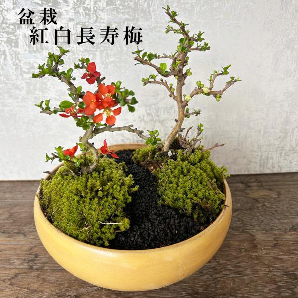盆栽　花も葉も楽しめ、名前も「長寿梅（ちょうじゅばい」と、縁起物の贈り物としても人気があります。結婚式などご両親へのプレゼント、還暦祝いなど、気持ちのこもった贈り物として人気です！約1年分の肥料がついています