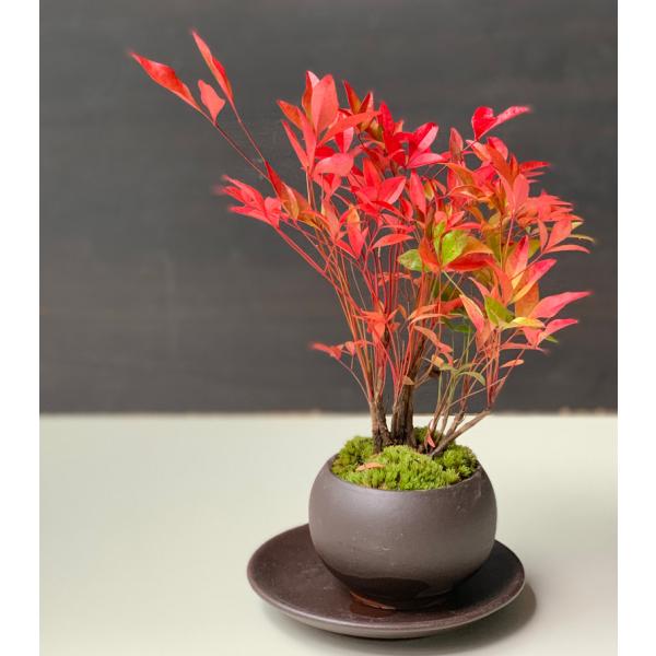 内容 ・南天の盆栽・・・１つ・下皿・・・1枚・肥料・・・約1年分・育て方のしおり置き場所 基本的に屋外で栽培します。日が当たる場所で栽培します。（真夏の直射日光は避けてください）室内栽培は生育上おすすめできません。観賞するときのみ室内へ入れ...