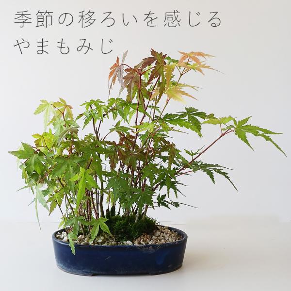 【内容】・ヤマモミジの盆栽・・・１つ ・肥料（１年分） ・育て方のしおり 【置き場所】 日当たりの良い場所か、半日影で管理しましょう。真夏の直射日光は葉焼けの原因になるので避けてください。 冬場は氷点下にならない場所へ【水やり】土の表面が白...