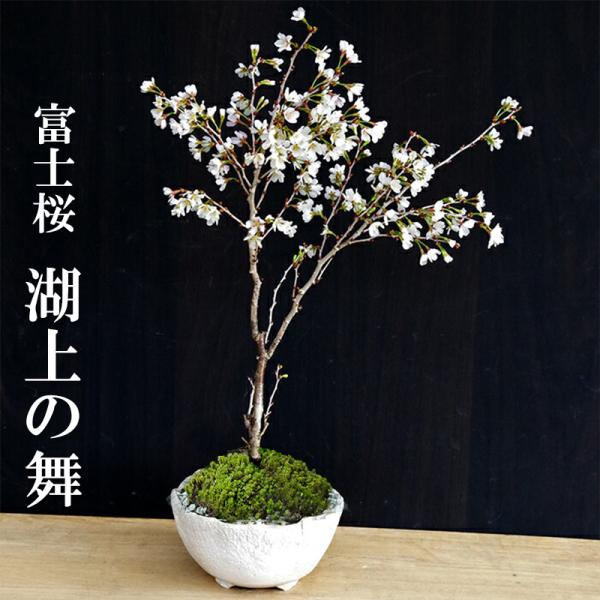 3月終り頃、かたい蕾（つぼみ）から、ほのかなピンク色の花姿が顔をだし、こぼれおちそうな花が無数に咲きます！八重咲きの旭山桜は満開になるとため息がでるほど華やか。待ちに待った春をつれてきてくれます。