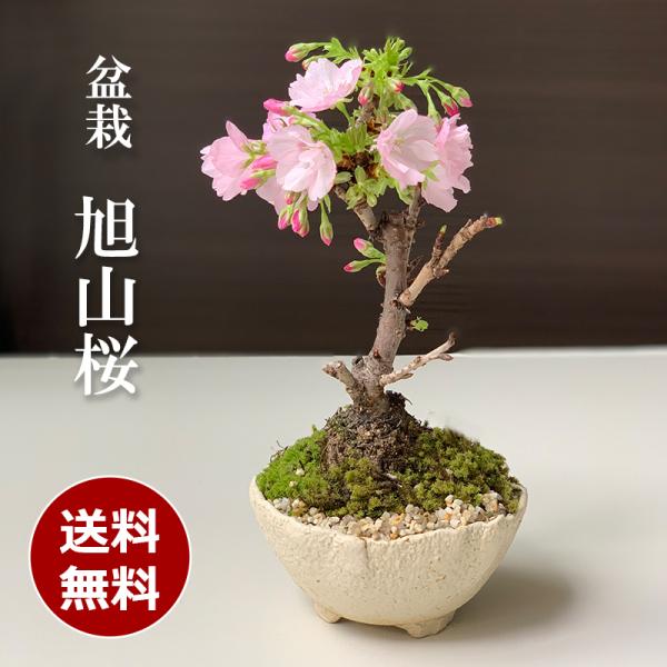 内容 ・旭山桜の盆栽（万古白鉢）・・・１つ・肥料・・・約1年分・育て方のしおり置き場所 基本的に屋外で栽培します。日が当たる場所で栽培します。（真夏の直射日光は避けてください）室内栽培は生育上おすすめできません。観賞するときのみ室内へ入れて...