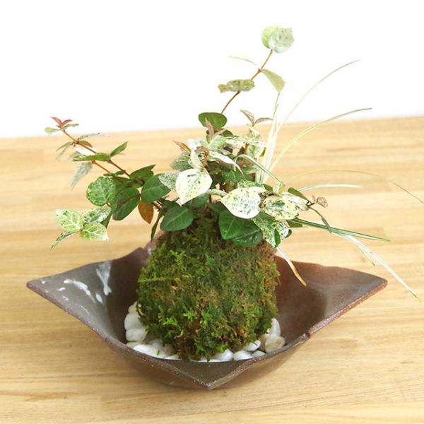 【内容】・初雪カズラ・白竜の苔玉・・・１つ・焼締茶器・・・・1枚・敷石・・・1袋・育て方のしおりハツユキカズラ・白竜についてテイカカズラの斑入りの一種で、とても丈夫です。白い新しい葉っぱがでたとき切り戻すと桃色の葉っぱがでてきます。夏の直射...