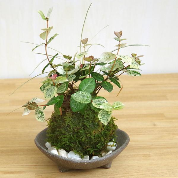 【内容】・初雪カズラ・白竜の苔玉・・・１つ・三つ足灰器・・・・1枚・敷石・・・1袋・育て方のしおりハツユキカズラ・白竜についてテイカカズラの斑入りの一種で、とても丈夫です。白い新しい葉っぱがでたとき切り戻すと桃色の葉っぱがでてきます。夏の直...
