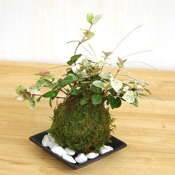 【内容】・初雪カズラ・白竜の苔玉・・・１つ・器・・・・1枚・敷石・・・1袋・育て方のしおりハツユキカズラ・白竜についてテイカカズラの斑入りの一種で、とても丈夫です。白い新しい葉っぱがでたとき切り戻すと桃色の葉っぱがでてきます。夏の直射日光に...