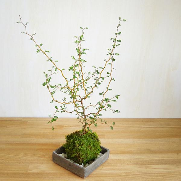 【ソフォラについて】室内外問わず風通しのいい場所で育ててください。夏の強い直射日光や高温の場所（蒸れる場所）を嫌いますので、涼しい場所で管理してください。内容 ・ソフォラの苔玉・・・１つ・焼締角器・・・・1枚・敷石（白石または黒石）・・・1...