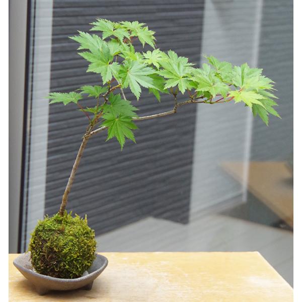 内容 ・ハウチワカエデの苔玉・・・１つ・器（三ツ足灰器）…１つ・敷石…１つ※敷石は白石と黒石からお選びください。・育て方のしおり置き場所 真夏の直射日光以外で日が当たる場所か、明るい日陰に置いてください。冬場は氷点下にならない場所へ水やり ...