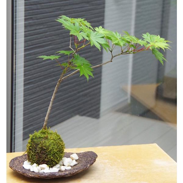 内容 ・ハウチワカエデの苔玉・・・１つ・器：くらま器・・・・1枚・敷石・・・（白石または黒石いずれか）１袋・育て方のしおり置き場所 真夏の直射日光以外で日が当たる明るい場所に置いてください。 秋〜初冬の頃は気温がぐっと下がる外で管理すると紅...