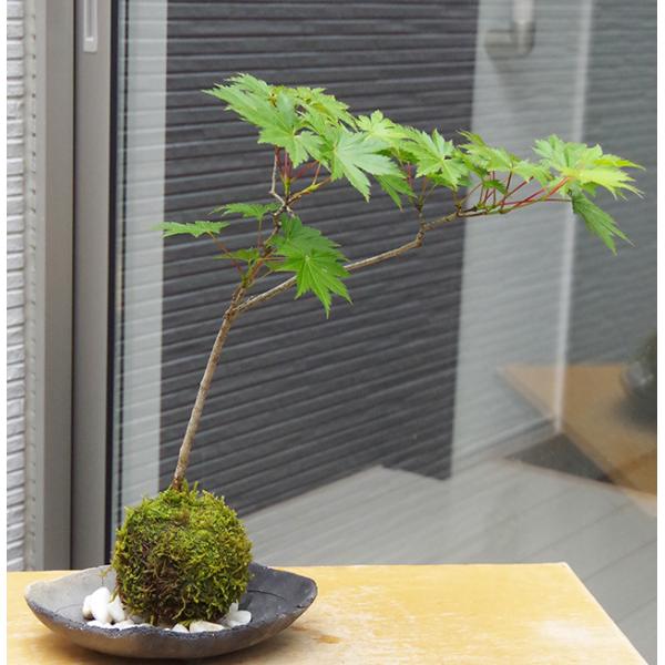 内容 ・ハウチワカエデの苔玉・・・１つ・器（焼締茶器）…１つ・敷石…１つ※敷石は白石と黒石からお選びください。・育て方のしおり置き場所 真夏の直射日光以外で日が当たる場所か、明るい日陰に置いてください。冬場は氷点下にならない場所へ水やり 苔...