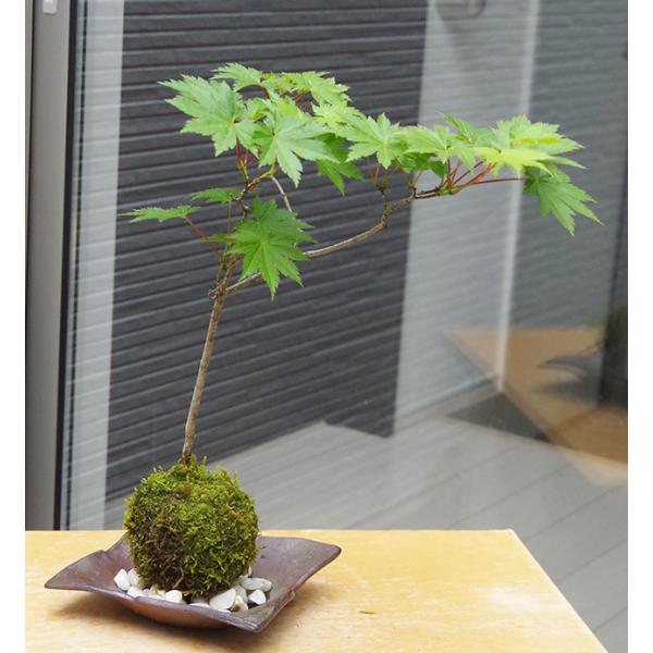 内容 ・ハウチワカエデの苔玉・・・１つ・器（焼締茶器）…１つ・敷石…１つ※敷石は白石と黒石からお選びください。・育て方のしおり置き場所 真夏の直射日光以外で日が当たる場所か、明るい日陰に置いてください。冬場は氷点下にならない場所へ水やり 苔...