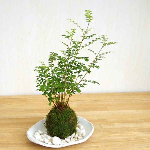 内容 ・シマトネリコの苔玉・・・１つ・白楕円粉引器・・・・1枚・敷石（白石または黒石）・・・1袋・育て方のしおり置き場所 基本的に屋外で栽培します。明るい日陰に置いてください。（真夏の直射日光は避けてください）室内栽培は生育上おすすめできま...