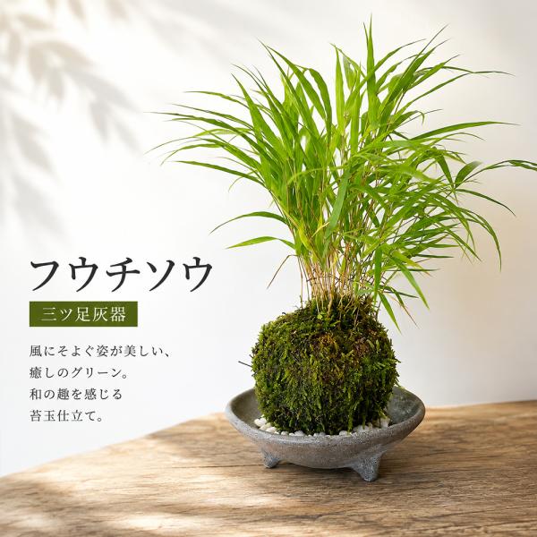 内容 ・風知草（ふうちそう）の苔玉・・・１つ・三ツ足灰器・・・1枚・敷石・・・1袋・育て方のしおり苔玉サイズ 苔玉のサイズ：幅９ｃｍ×高さ１２ｃｍ×奥行き９ｃｍ（玉は９ｃｍ×９cm）器のサイズ 器：幅１４ｃｍ×高さ４ｃｍ×奥行１４ｃｍ