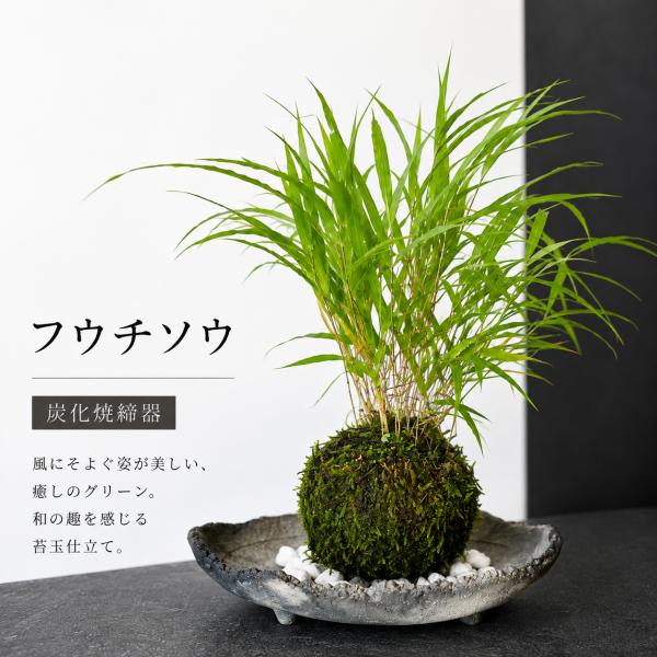 内容 ・風知草（ふうちそう）の苔玉・・・１つ・炭化焼締器・・・1枚・敷石・・・1袋・育て方のしおり苔玉サイズ 苔玉のサイズ：幅９ｃｍ×高さ１２ｃｍ×奥行き９ｃｍ（玉は９ｃｍ×９cm）器のサイズ 器：幅２０ｃｍ×高さ４ｃｍ×奥行１２ｃｍ