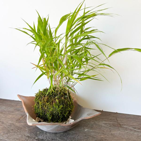 内容 ・風知草（ふうちそう）の苔玉・・・１つ・焼締茶器・・・1枚・敷石・・・1袋・育て方のしおり苔玉サイズ 苔玉のサイズ：幅９ｃｍ×高さ１２ｃｍ×奥行き９ｃｍ（玉は９ｃｍ×９cm）器のサイズ 器：幅１６ｃｍ×高さ３．５ｃｍ×奥行１６ｃｍ