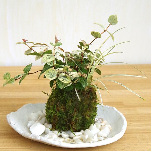 【内容】・初雪カズラ・白竜の苔玉・・・１つ・楕円白粉引器・・・・1枚・敷石・・・1袋・育て方のしおりハツユキカズラ・白竜についてテイカカズラの斑入りの一種で、とても丈夫です。白い新しい葉っぱがでたとき切り戻すと桃色の葉っぱがでてきます。夏の...