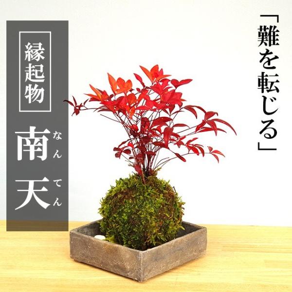 【内容】・南天の苔玉・・・１つ・焼締角器・・・・1枚・敷石・・・1袋・育て方のしおり南天について南天は日陰でも育つ丈夫な植物です。夏以降は肥料を与えず、秋〜冬に寒さに当てると美しい紅葉が楽しめます。● 置き場所 真夏の直射日光以外で日が当た...