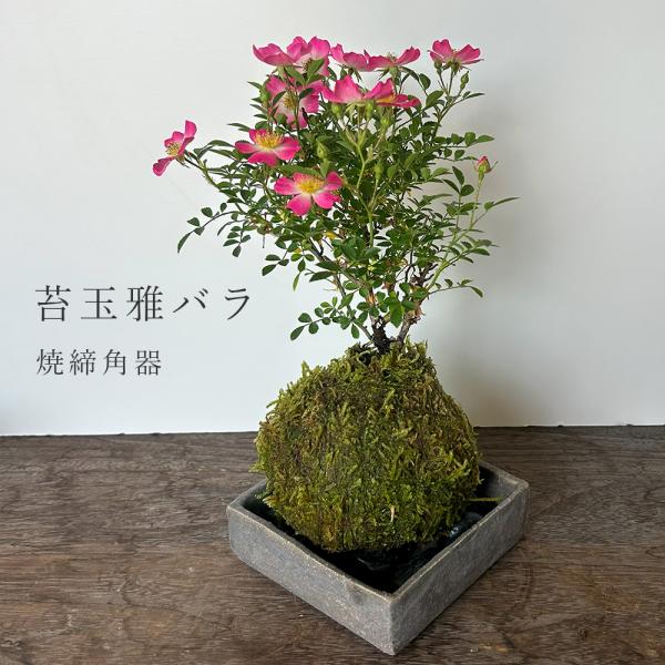内容 ・雅バラ（ノイバラ）の苔玉・・・１つ・焼締角器・・・1枚・敷石・・・1袋・育て方のしおり苔玉サイズ （約）幅９ｃｍ×高さ１２ｃｍ×奥行き９ｃｍ（玉は９ｃｍ×９cm）器のサイズ （約）幅１２．５ｃｍ×高さ４ｃｍ×奥行き１２．５ｃｍ