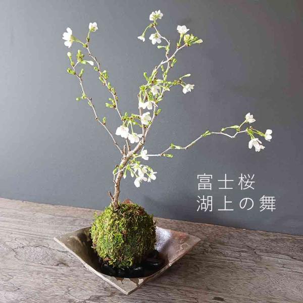 【内容】・富士桜（湖上の舞）苔玉・・・１つ・焼締茶器・・・1枚・敷石・・・1袋・育て方のしおり桜について翌年も綺麗に開花させるため、夏の強い日差し以外は日当たりのいい場所で管理し春と秋に肥料をあげてください。7月〜8月ごろに花芽がつくられま...
