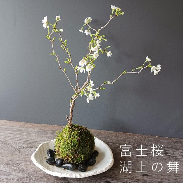 【内容】・富士桜（湖上の舞）苔玉・・・１つ・楕円白粉引器・・・1枚・敷石・・・1袋・育て方のしおり桜について翌年も綺麗に開花させるため、夏の強い日差し以外は日当たりのいい場所で管理し春と秋に肥料をあげてください。7月〜8月ごろに花芽がつくら...