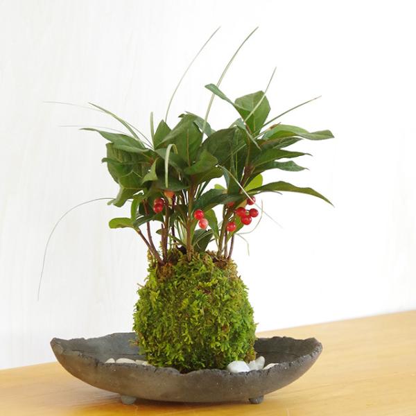 【内容】・ヤブコウジ・白竜の苔玉・・・１つ・炭化焼締器・・・・1枚・敷石・・・1袋・育て方のしおりヤブコウジ・白竜についてヤブコウジは耐陰性があり強い直射日光を嫌います。過湿も嫌うので、水はあまりたっぷりあげすぎないように気をつけましょう。...