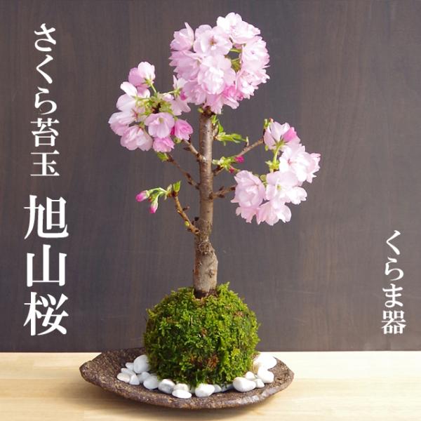 【内容】・桜（旭山桜）苔玉・・・１つ・くらま岩器・・・1枚・敷石・・・1袋・育て方のしおり【桜について】翌年も綺麗に開花させるため、夏の強い日差し以外は日当たりのいい場所で管理し春と秋に肥料をあげてください。7月〜8月ごろに花芽がつくられま...