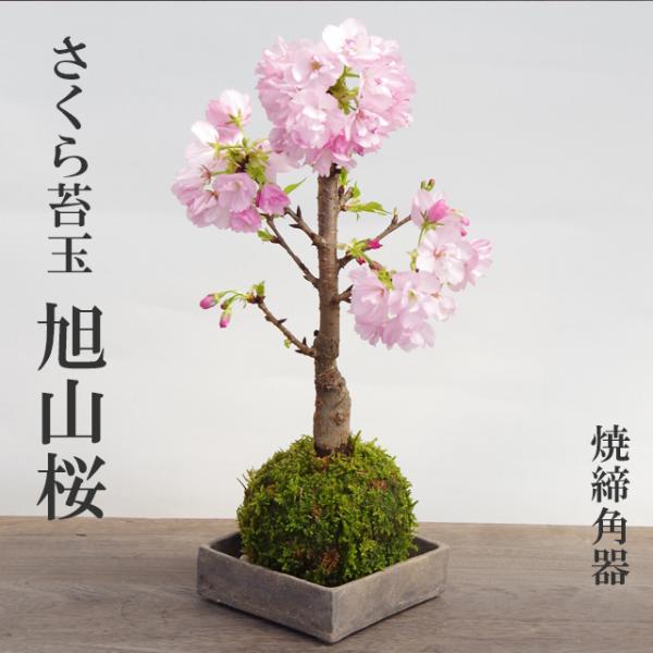 【内容】・桜（旭山桜）苔玉・・・１つ・器（焼締角器）・・・1枚・敷石・・・1袋・育て方のしおり桜について翌年も綺麗に開花させるため、夏の強い日差し以外は日当たりのいい場所で管理し春と秋に肥料をあげてください。7月〜8月ごろに花芽がつくられま...