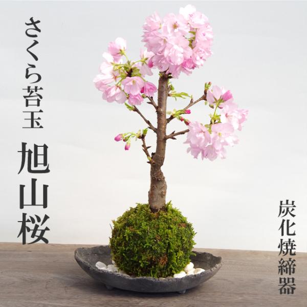 【内容】・桜（旭山桜）苔玉・・・１つ・器（炭化焼き締め器）・・・1枚・敷石・・・1袋・育て方のしおり桜について翌年も綺麗に開花させるため、夏の強い日差し以外は日当たりのいい場所で管理し春と秋に肥料をあげてください。7月〜8月ごろに花芽がつく...