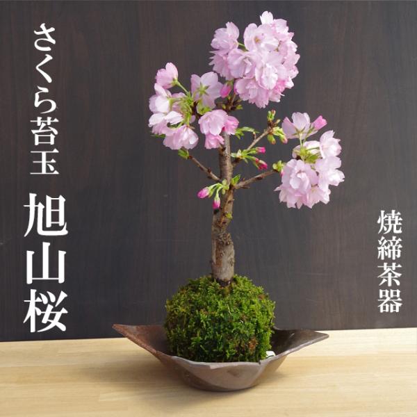 【内容】・桜（旭山桜）苔玉・・・１つ・焼締茶器・・・1枚・敷石・・・1袋・育て方のしおり桜について翌年も綺麗に開花させるため、夏の強い日差し以外は日当たりのいい場所で管理し春と秋に肥料をあげてください。7月〜8月ごろに花芽がつくられます。（...