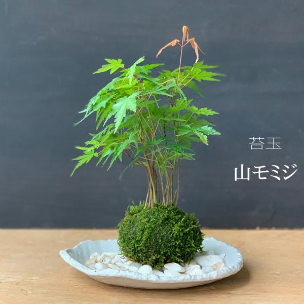内容 ・山モミジの苔玉・・・１つ・器：くらま器・・・・1枚・敷石・・・（白石または黒石いずれか）１袋・育て方のしおり置き場所 真夏の直射日光以外で日が当たる明るい場所に置いてください。 秋〜初冬の頃は気温がぐっと下がる外で管理すると紅葉がは...