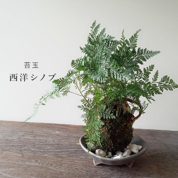 【シノブについて】シダ植物ですので年間を通して明るい日陰で管理していただければ、とても丈夫な植物です。内容 ・シノブの苔玉・・・１つ・三ツ足灰器・・・・1枚・敷石（白石または黒石）・・・1袋・育て方のしおり置き場所 基本的に屋外で栽培します...