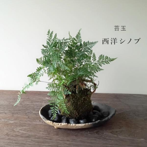 【シノブについて】シダ植物ですので年間を通して明るい日陰で管理していただければ、とても丈夫な植物です。内容 ・シノブの苔玉・・・１つ・炭化焼締器・・・・1枚・敷石（白石または黒石）・・・1袋・育て方のしおり置き場所 基本的に屋外で栽培します...
