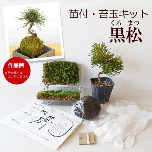 苔玉キット　苗付（黒松）さあ貴方も苔玉を作ってみませんか？着いたその日にすぐ出来るセットです。苔玉に必要なハイ苔・土（苔玉用に配合した土）・テグス（糸）、手袋（両手）に白長寿の苗が付いています。苔玉の作り方・育て方のしおりもついているので初...