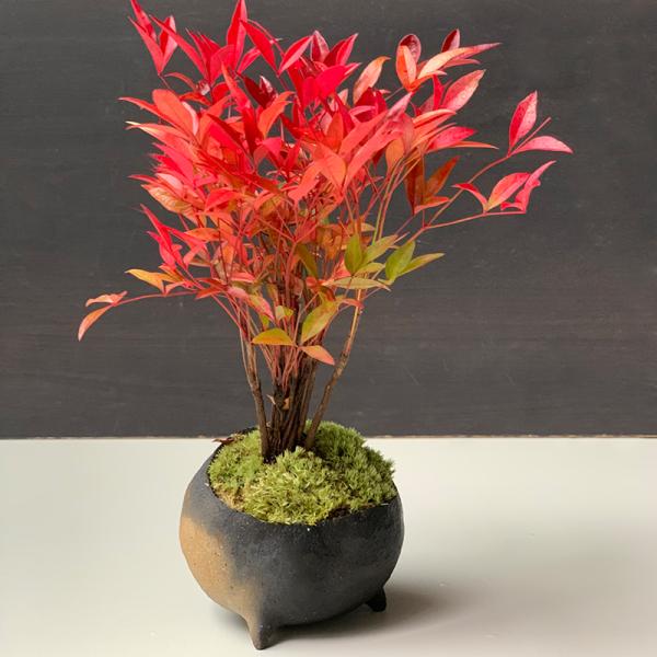 内容 ・南天の盆栽（炭化焼き締め丸鉢：真山茜）・・・１つ・肥料・・・約1年分・育て方のしおり置き場所 基本的に屋外で栽培します。日が当たる場所で栽培します。（真夏の直射日光は避けてください）室内栽培は生育上おすすめできません。観賞するときの...